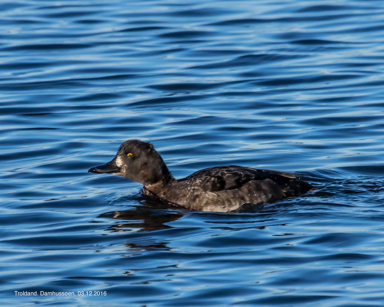 Fuglefoto: Troldand. Damhussøen