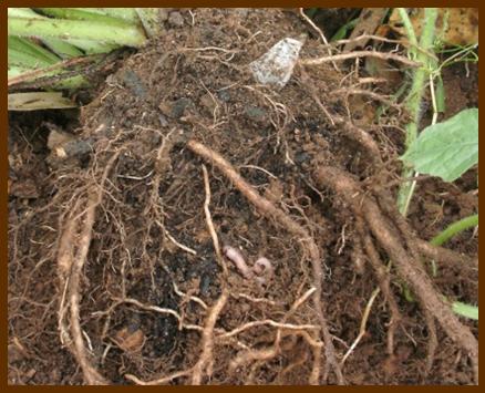 heartofthehomeblog: Weeds