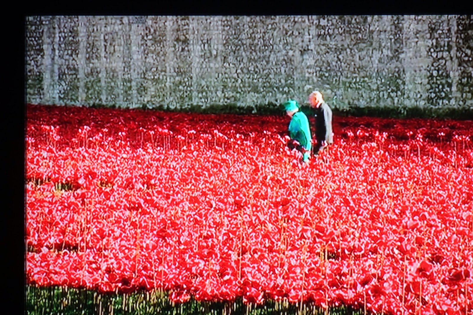 TANGCANCOOK: POPPY FOREST