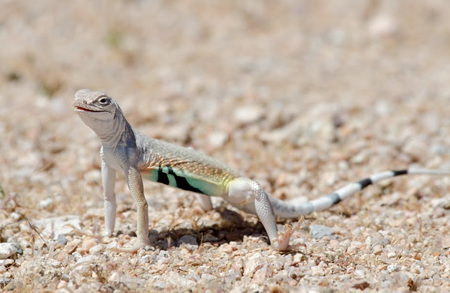 dailyimagist: Callisaurus draconoides rhodostictus - Western Zebra ...