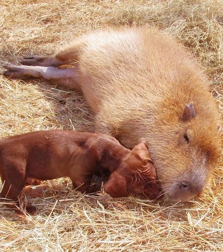 White Wolf : Two Dachshund pups are adopted by a South American rodent ...