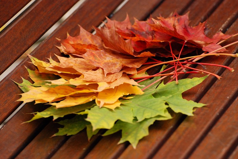 Calatorii si Fotografii: ...de toamna...