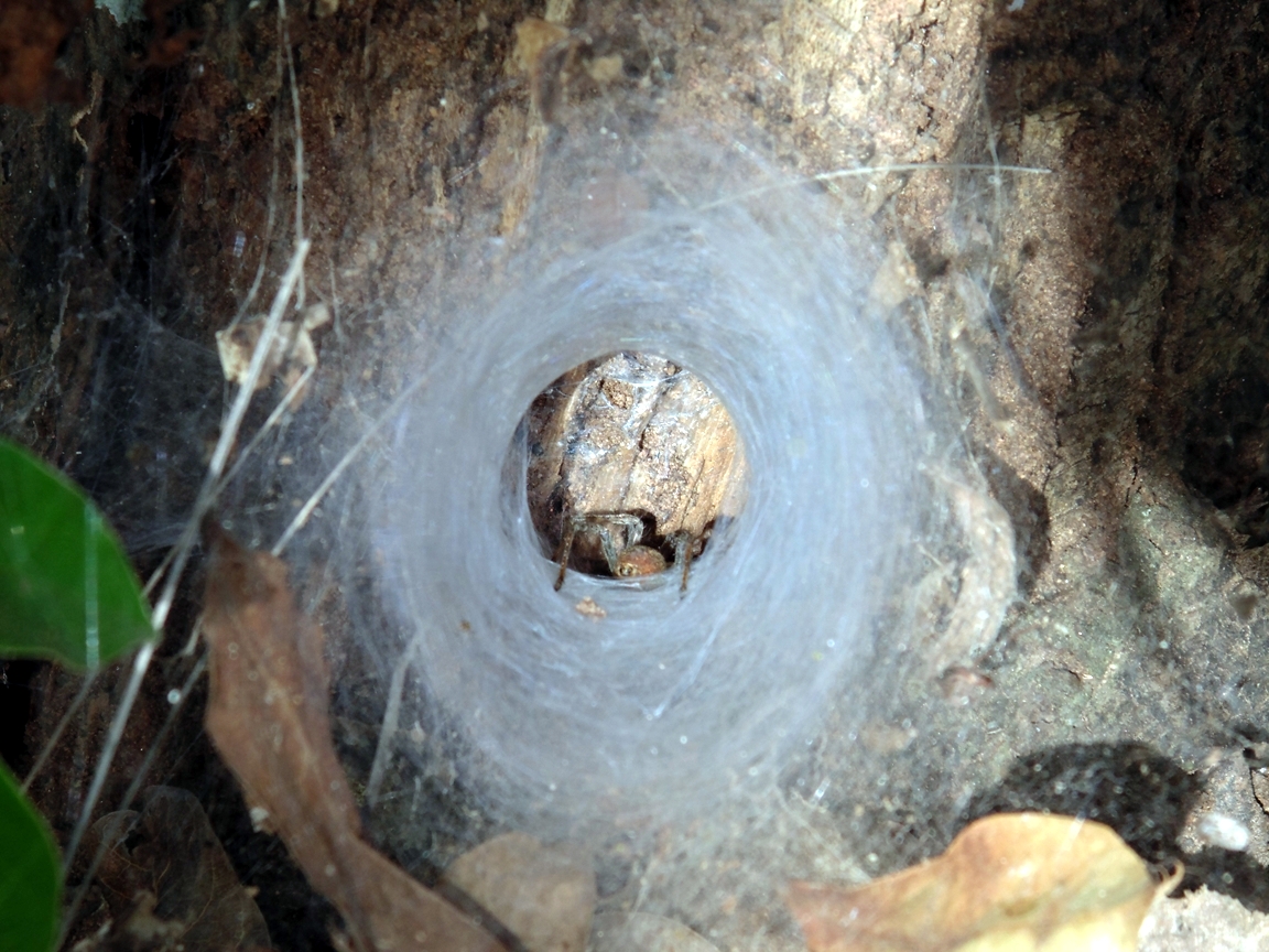 Portfólio das Fotos: Aranha-de-Teia-de-Funil (Atrax robustus)