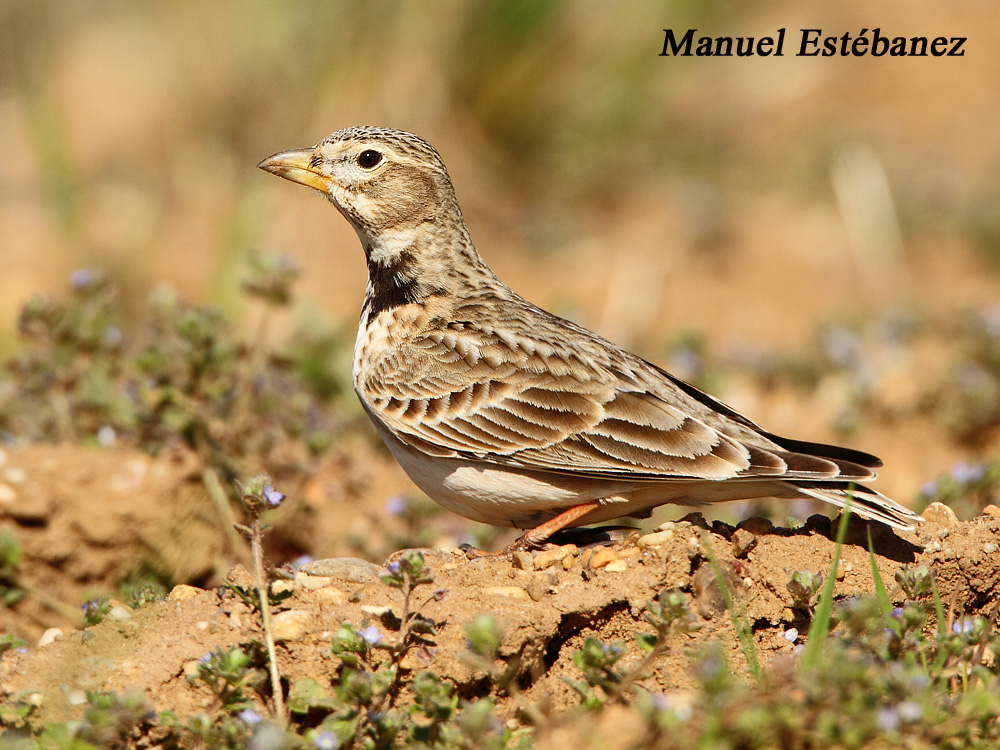 Miradas Cantábricas: Calandria (Melanocorypha calandra)