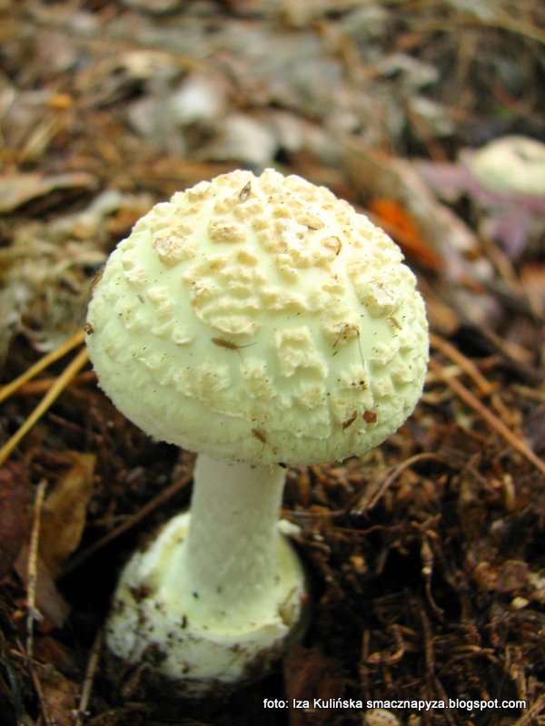 Grzyby gatunkami. Muchomor cytrynowy | Smaczna Pyza