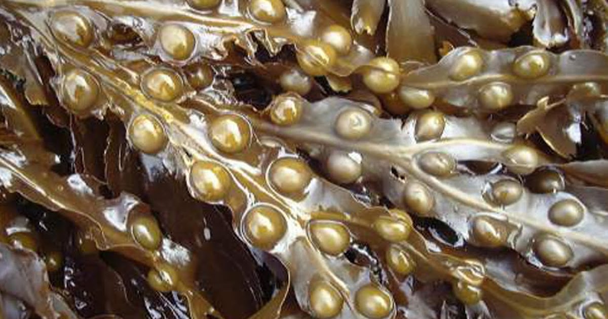 PLANTAS MEDICINALES A TU SALUD: FUCUS