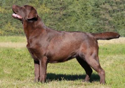 El Pueblo Peludo: Labrador Retriever