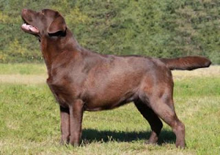 El Pueblo Peludo: Labrador Retriever