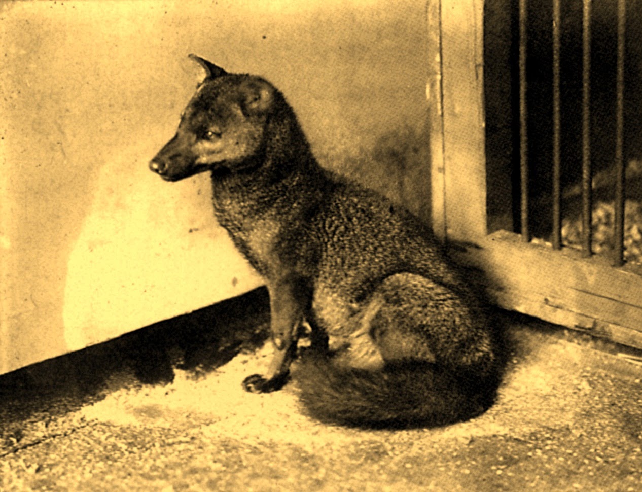 No Cure For The Medieval Mind: The Prodigal Dog, parts 4259 - 4262