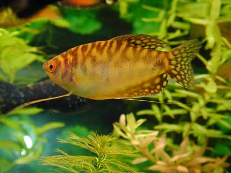 Aquarismo, uma terapia: "Tricogáster Amarelo"