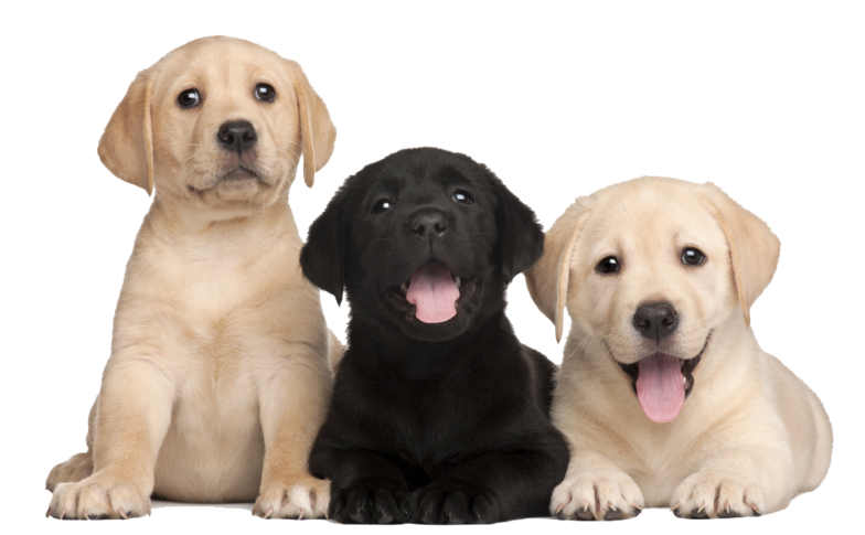 Todo PNG: Perritos PNG