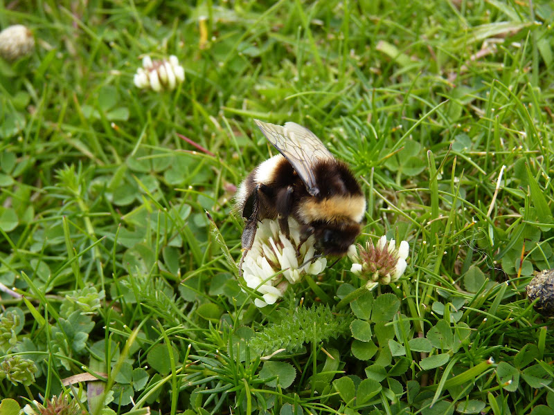 Islay Natural History Trust: Ramble at Sanaigmore, 25th June 2012