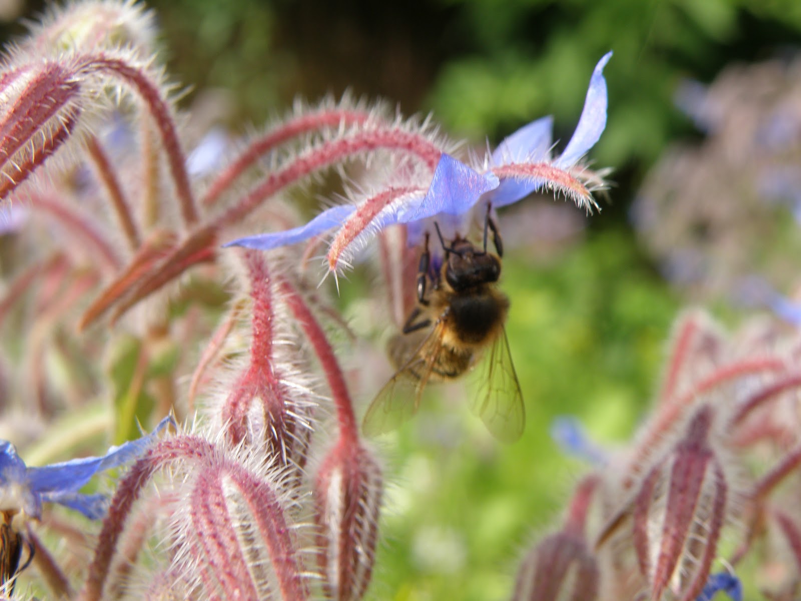 Le Jardin d'Hélène: Protéger et accueillir les insectes pollinisateurs