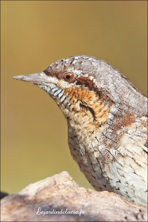 Torcol fourmilier (Jynx torquila): hivernant rare en PACA