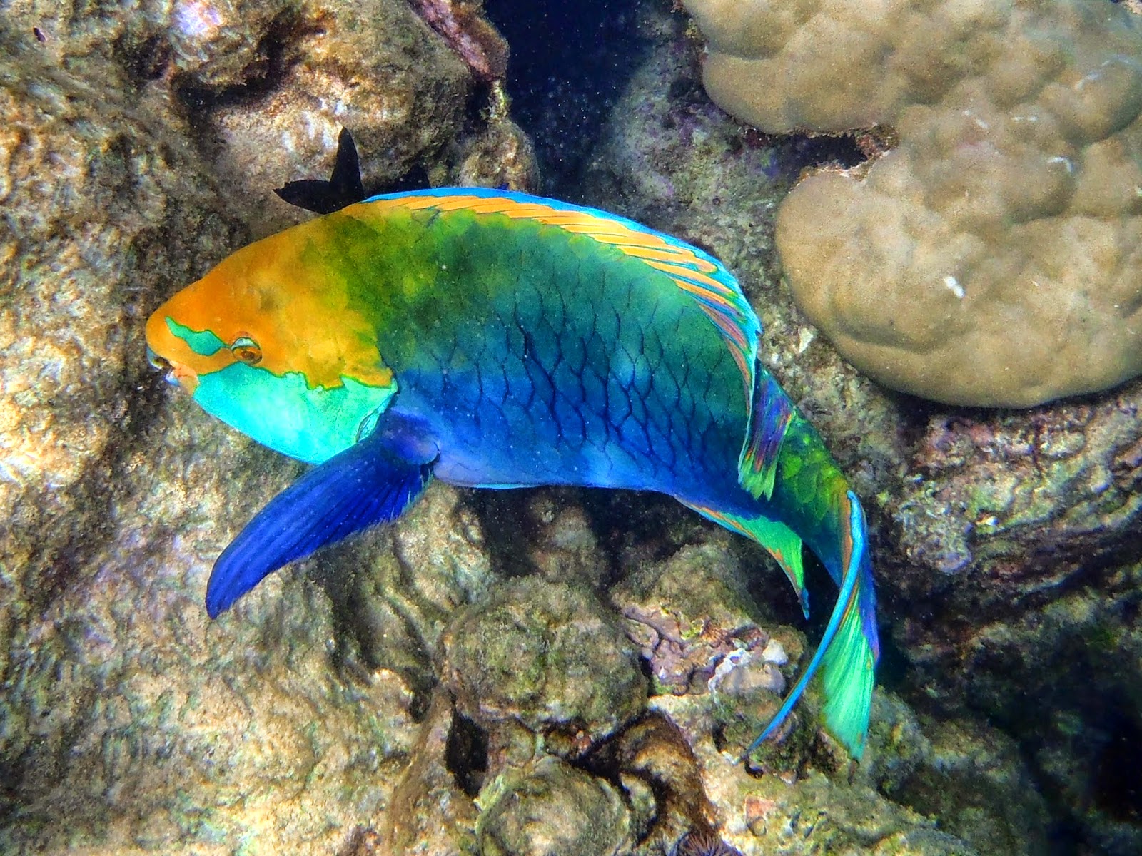 PARROTFISH photos - wallpapers (ανανεωμένο) | the fun bank