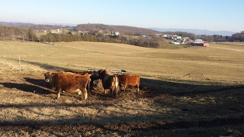 A Couple of Farmers At Maple Lawn Farm: Farm Photos
