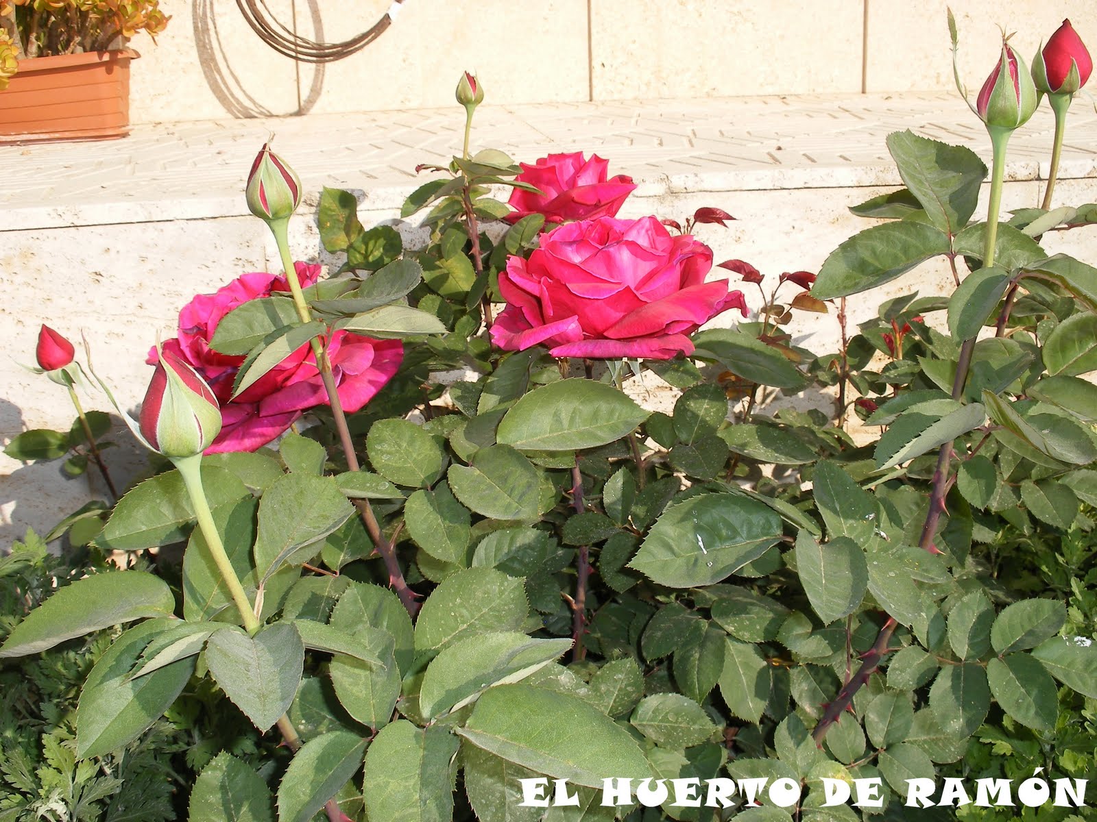 El huerto de Ramón: Flores de plantas ornamentales II