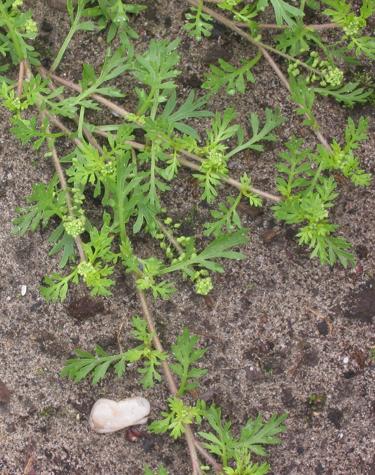 Las plantas y sus usos: Mastuerzo silvestre