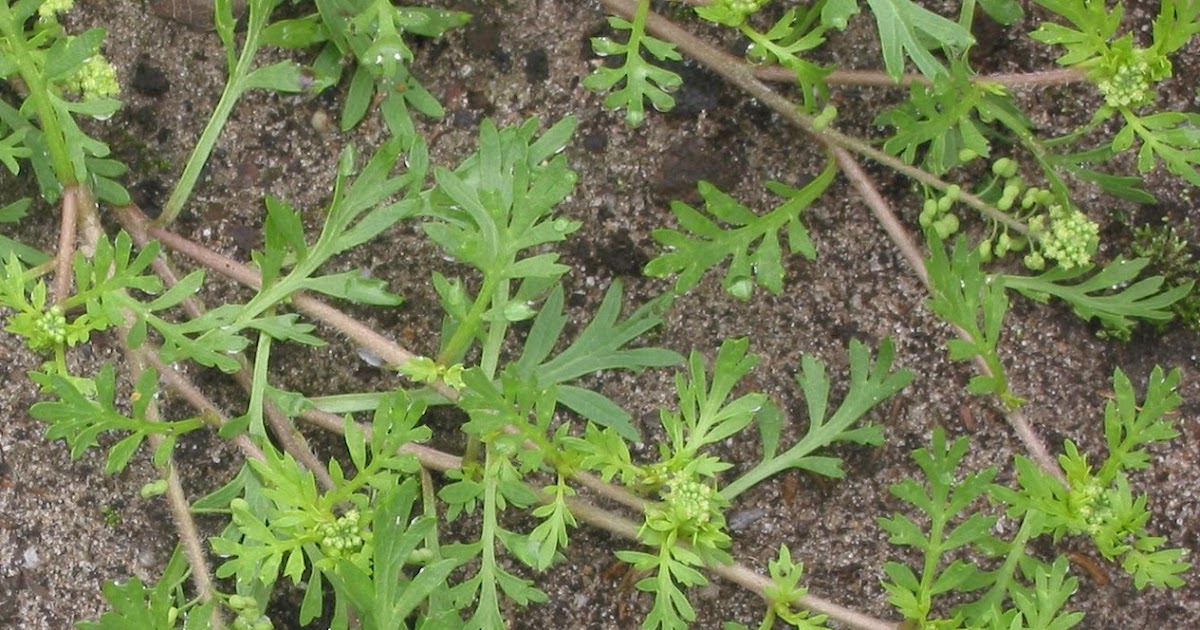 Las plantas y sus usos: Mastuerzo silvestre