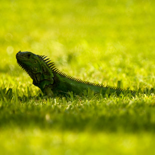 VIVE SINALOA: Flora y Fauna