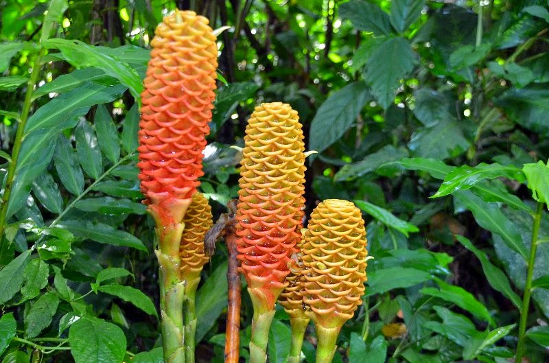 FLORACIONES EN MÁLAGA Y MÁS: Zingiber spectabile, maracas