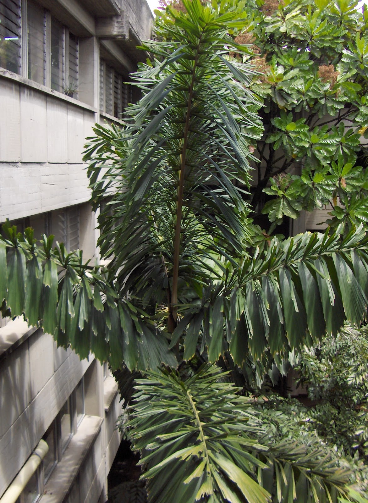 ARBORETUM: PALMAS FANTASTICAS, iriartea