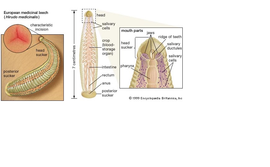 Taman Koperasi BENA IJOK: Bekam Lintah ~ Terapi Lintah