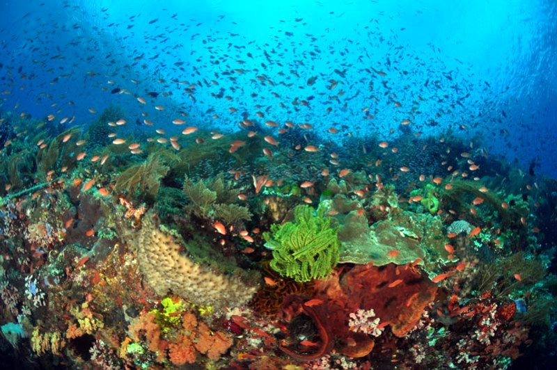 The Beauty Landscape of Indonesia: The Best Dive Spots in Indonesia