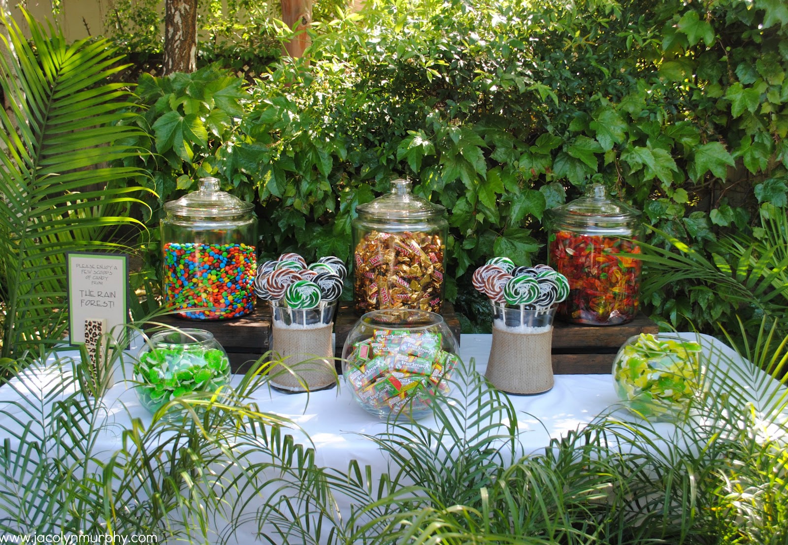 Jac o' lyn Murphy: The Rain Forest is SWEET!