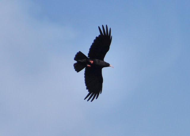 AVES E NATUREZA DA FONSAGRADA: 2011