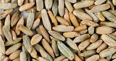 Know The Benefits of Eating Rye ~ Total Stylish