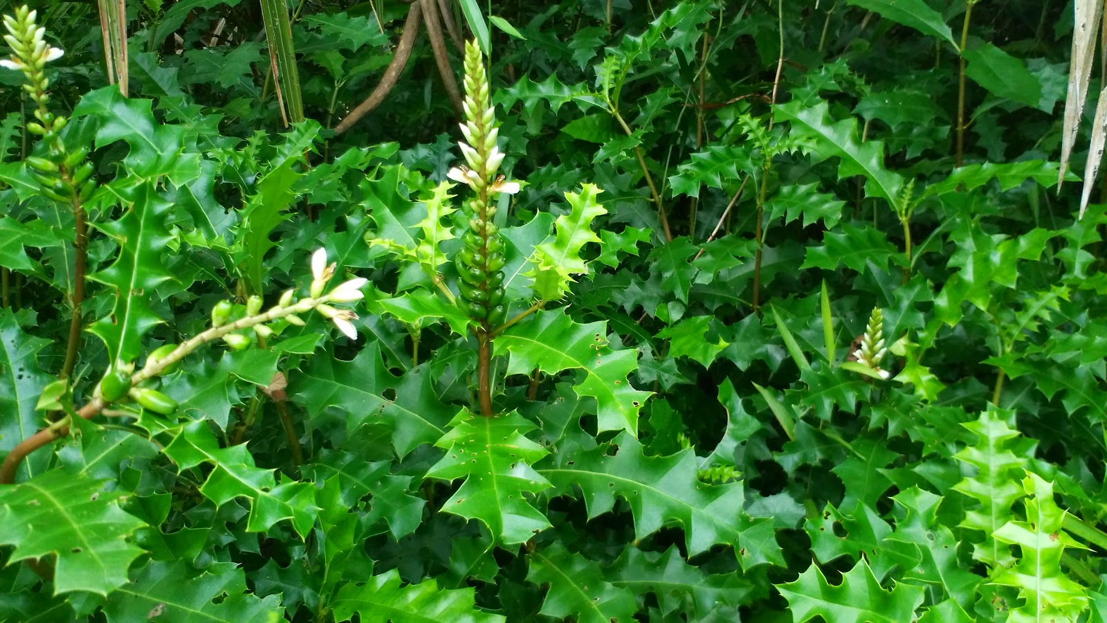 Khasiat buah jemuju...Sangat mujarab mengubati Kanser..Banyak di ...