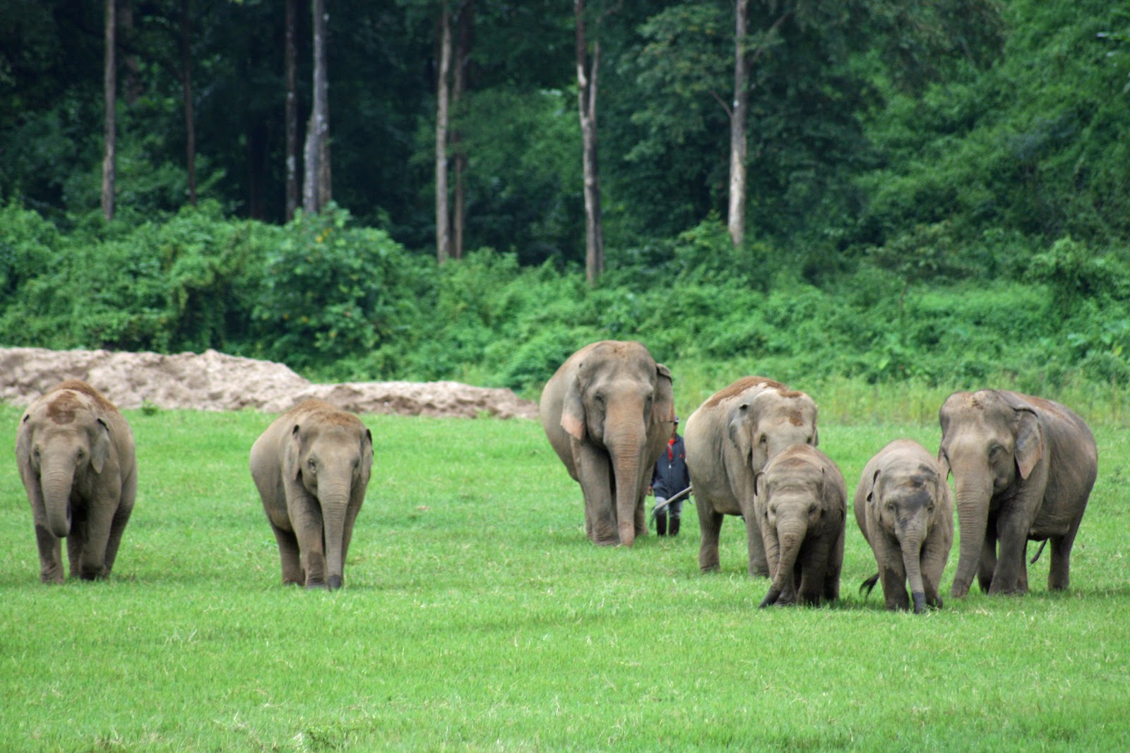 Extravagation: Elephunk