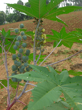 Sizzling Castor ( Ricinus communis, Aamanakku, Disa) | Innovative ...