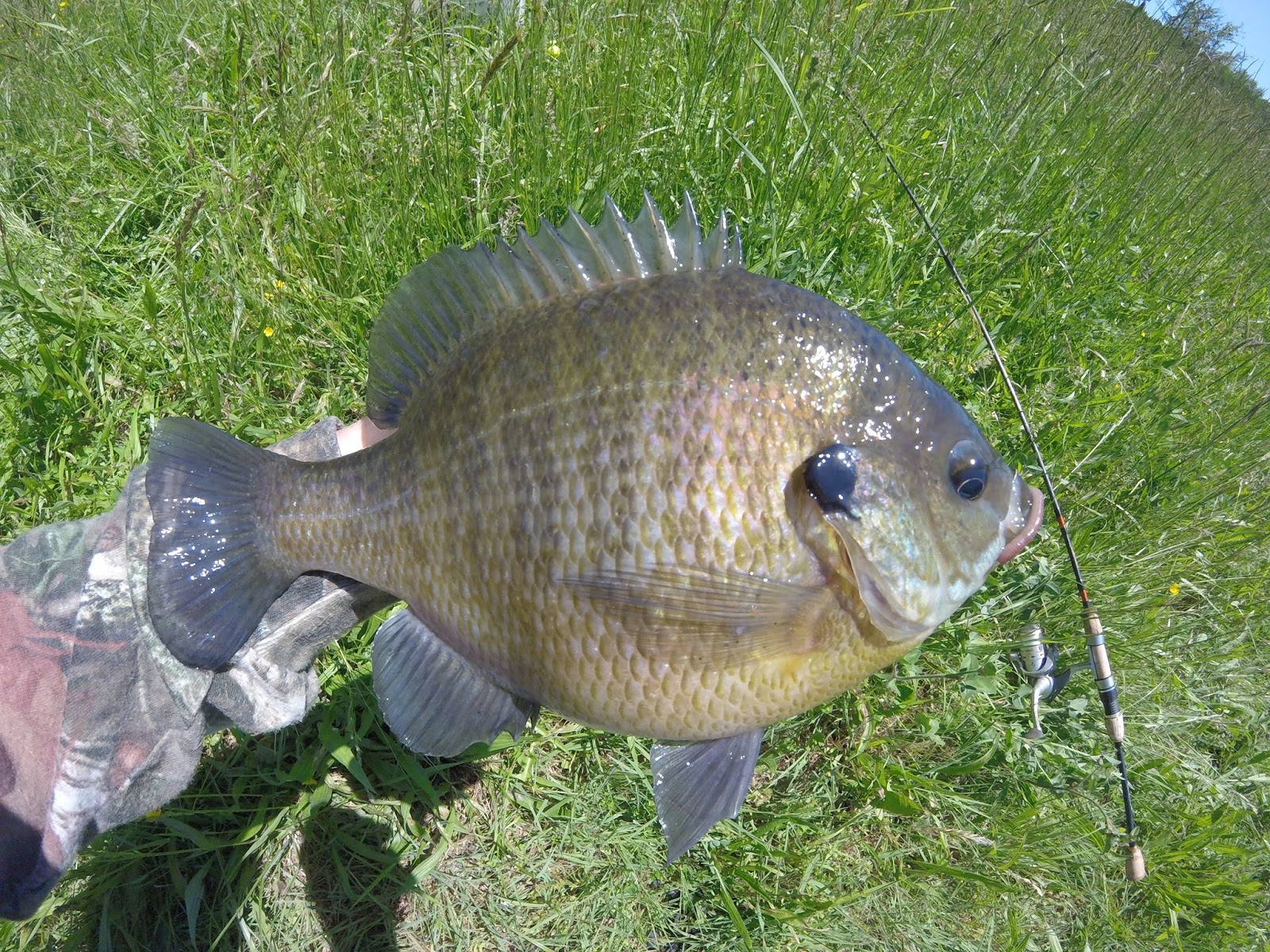 Bluecollar Fishin with Jim: When God Paints a Picture...