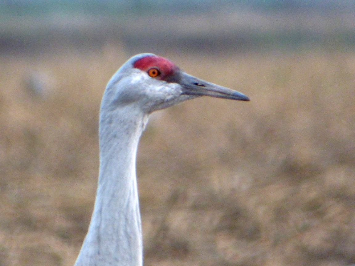 Geotripper's California Birds: Sandhill Crane Heads at the San Joaquin ...