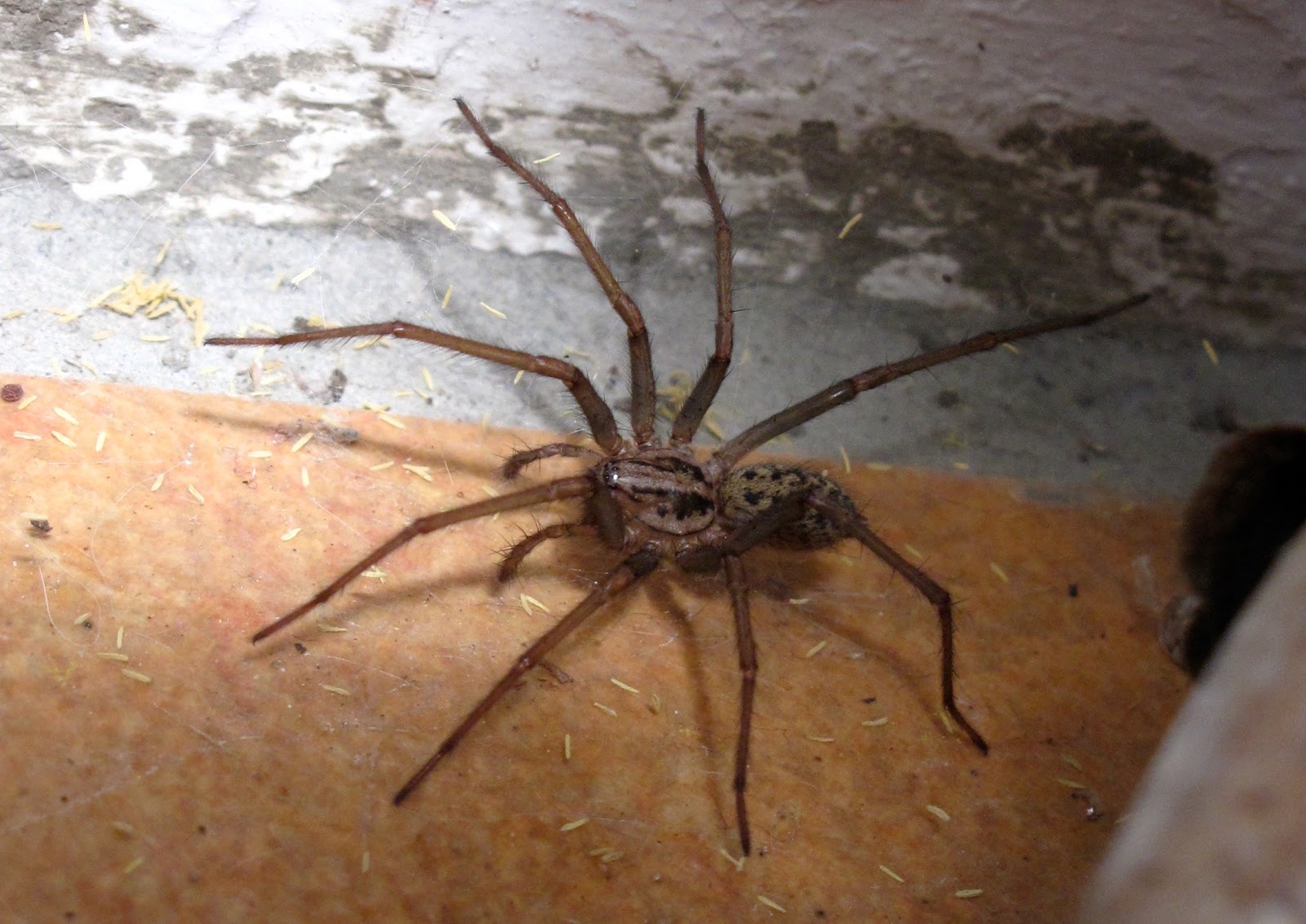 BugBlog: Agelenidae: funnel weaver spiders