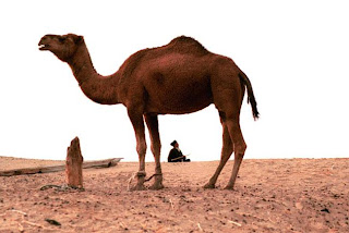 O Camelo