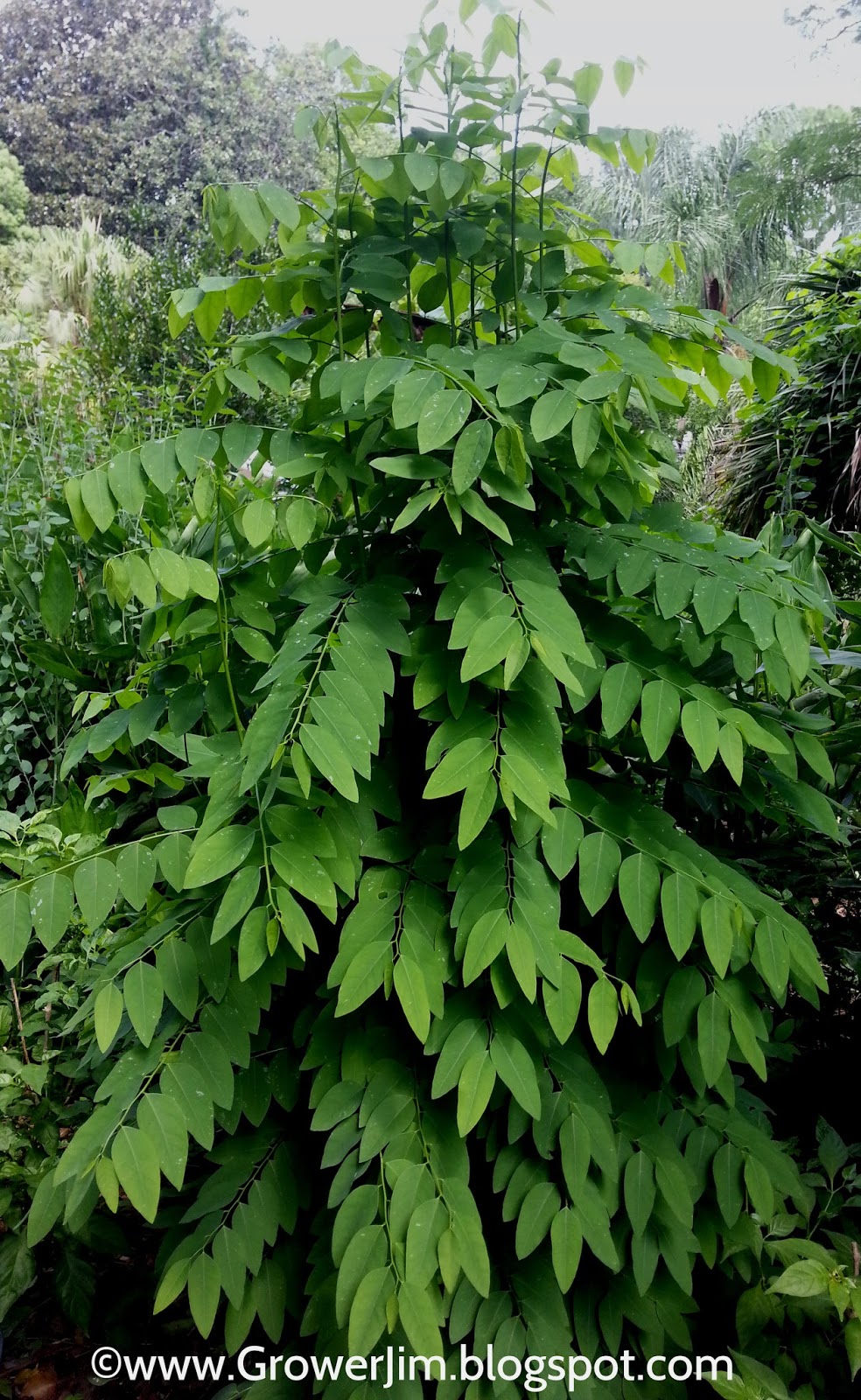 Garden Adventures: Katuk (Sauropus androgynus)