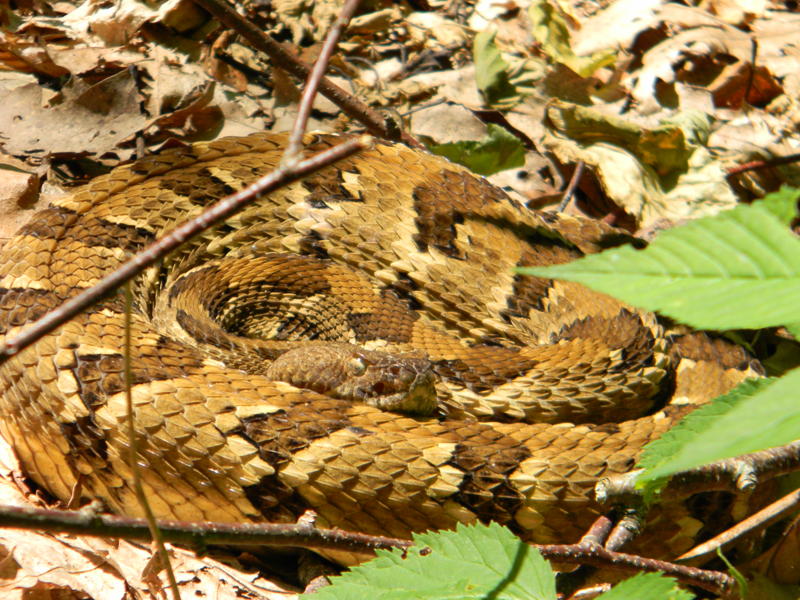 Appalachian American Ennui: Timber Rattler Stacey Spotted Near Gregory Bald