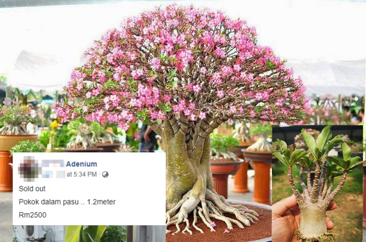 Harga Mencecah Ribuan Ringgit Sepokok, Inilah Bunga Paling Mahal Di ...