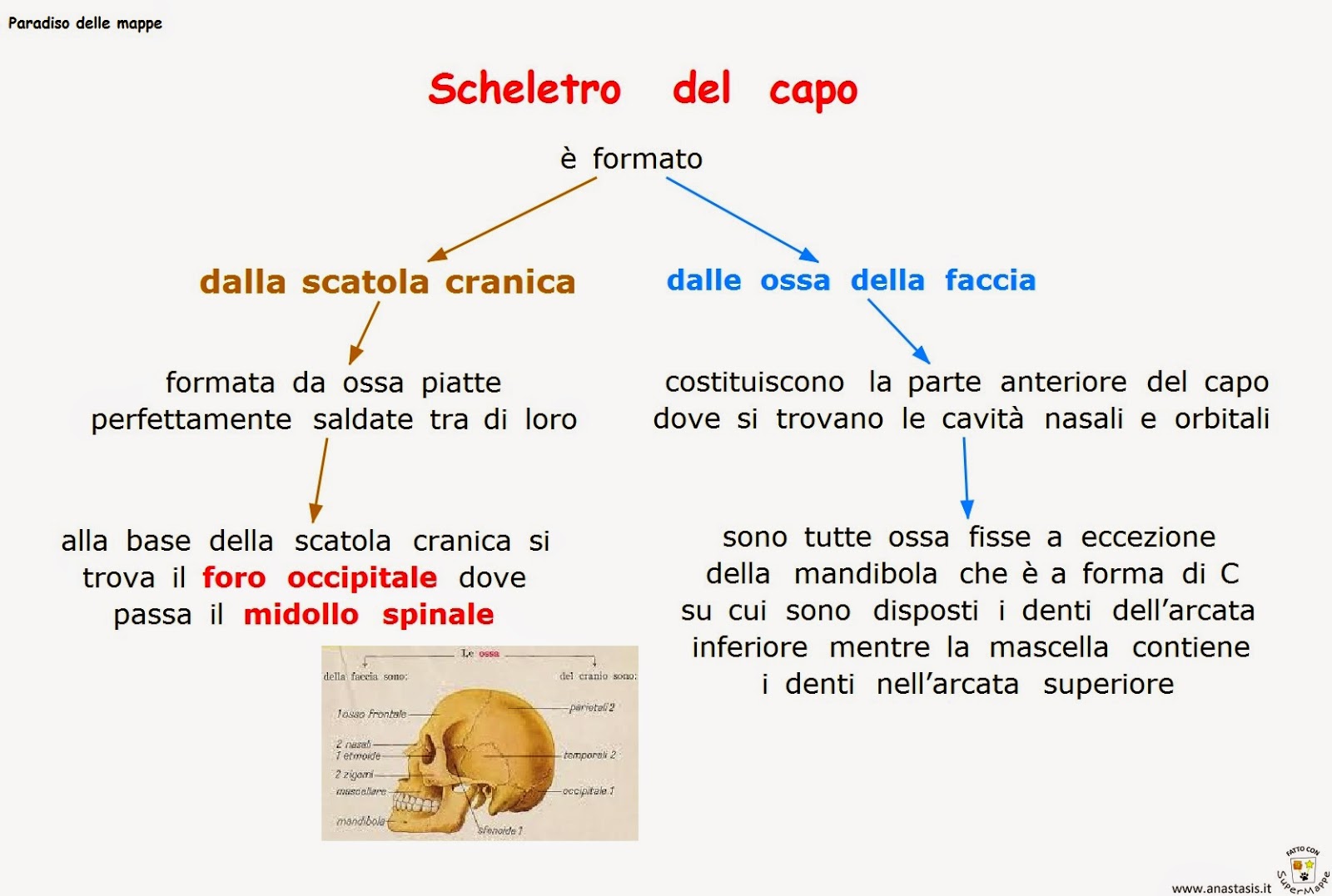 Paradiso delle mappe: Scheletro del capo