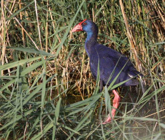 rapaces diurnas de cataluña: el ave del barça(calamon)y los cuidados ...