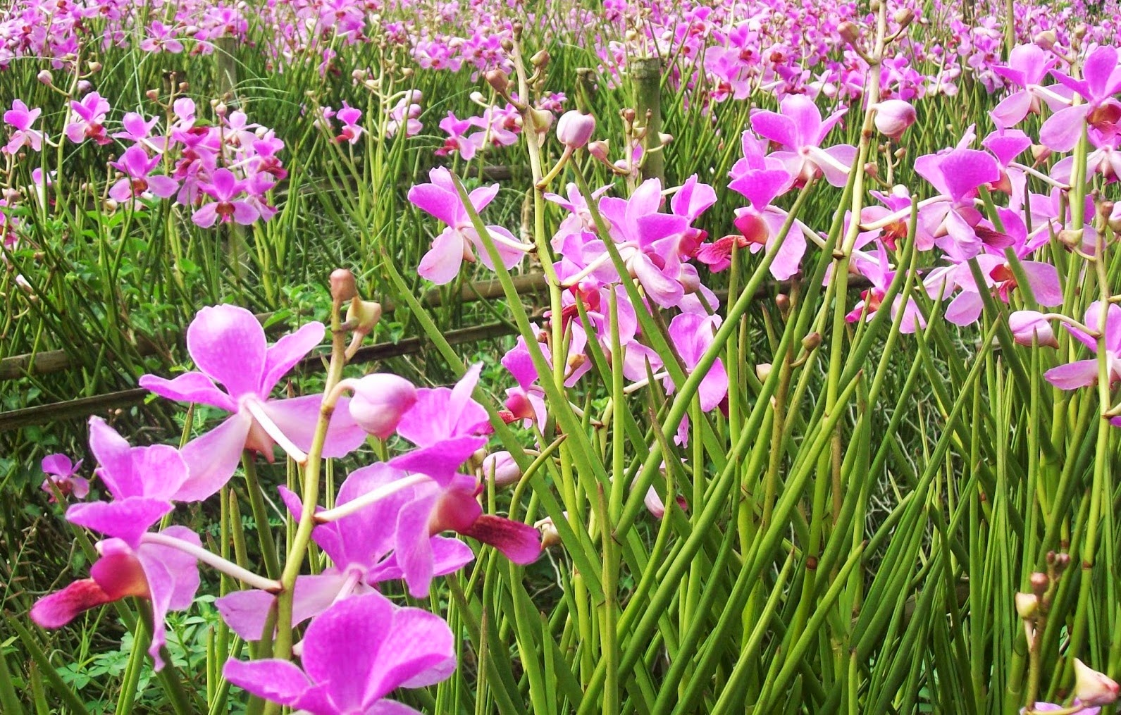 SUMA Garden: Anggrek Tanah