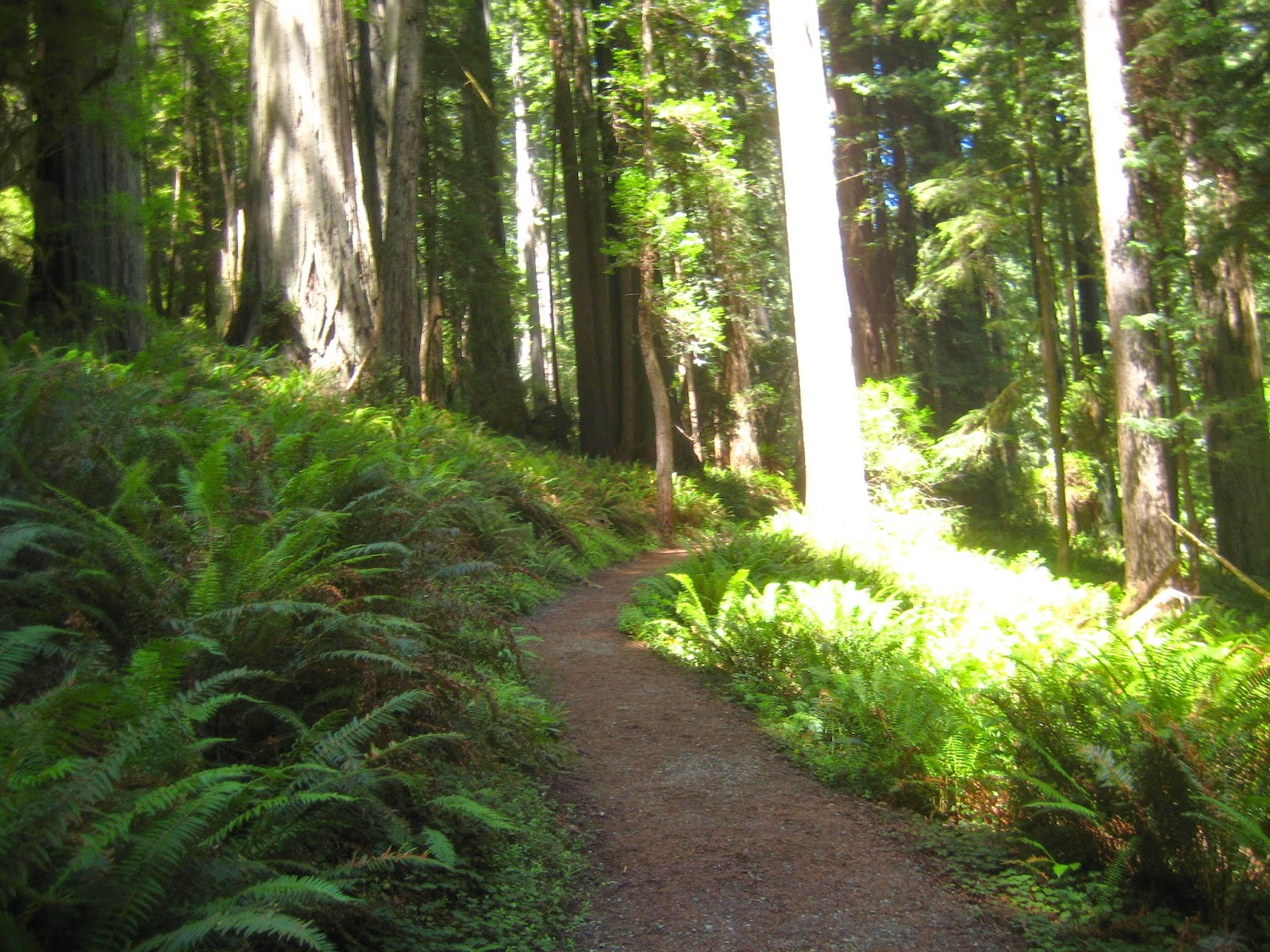 Glenn & Carol's Hiking Adventures: Big Tree Loop Trail