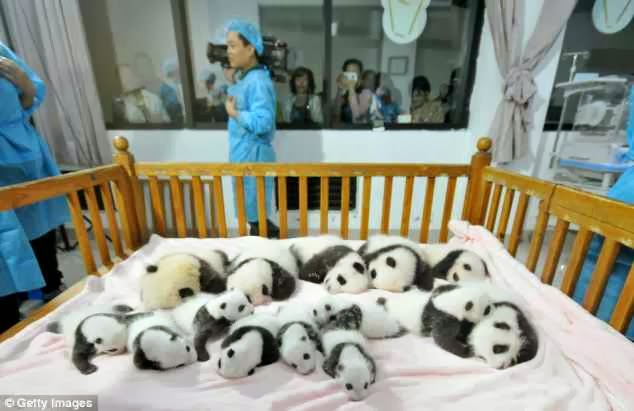 The English Journey: Cute Little Pandas in Chengdu, China!