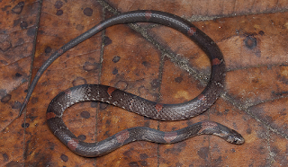 Ular Asli Indonesia: Colubridae