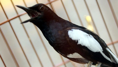 EFEK KROTO !!! Belasan Kacer Nabrak Sangkar Saat Lomba - Om Gacor