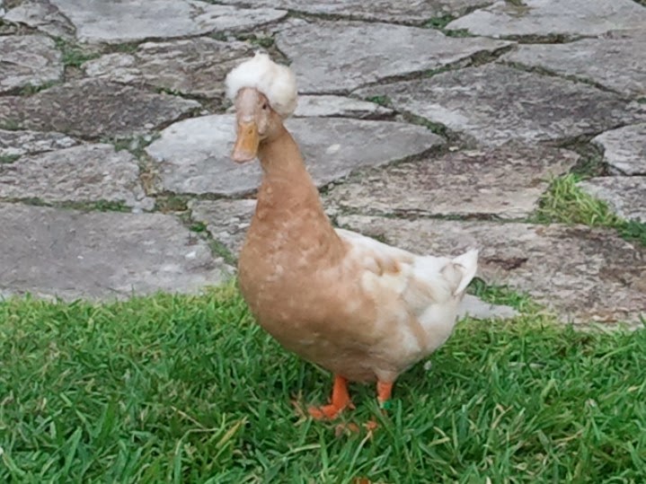 Bob & Debbie's Next BIGGS Adventure: The Quadrangle on Fort Sam Houston ...