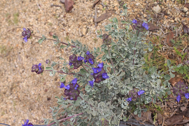 Camissonia's Corner: Fast Forward